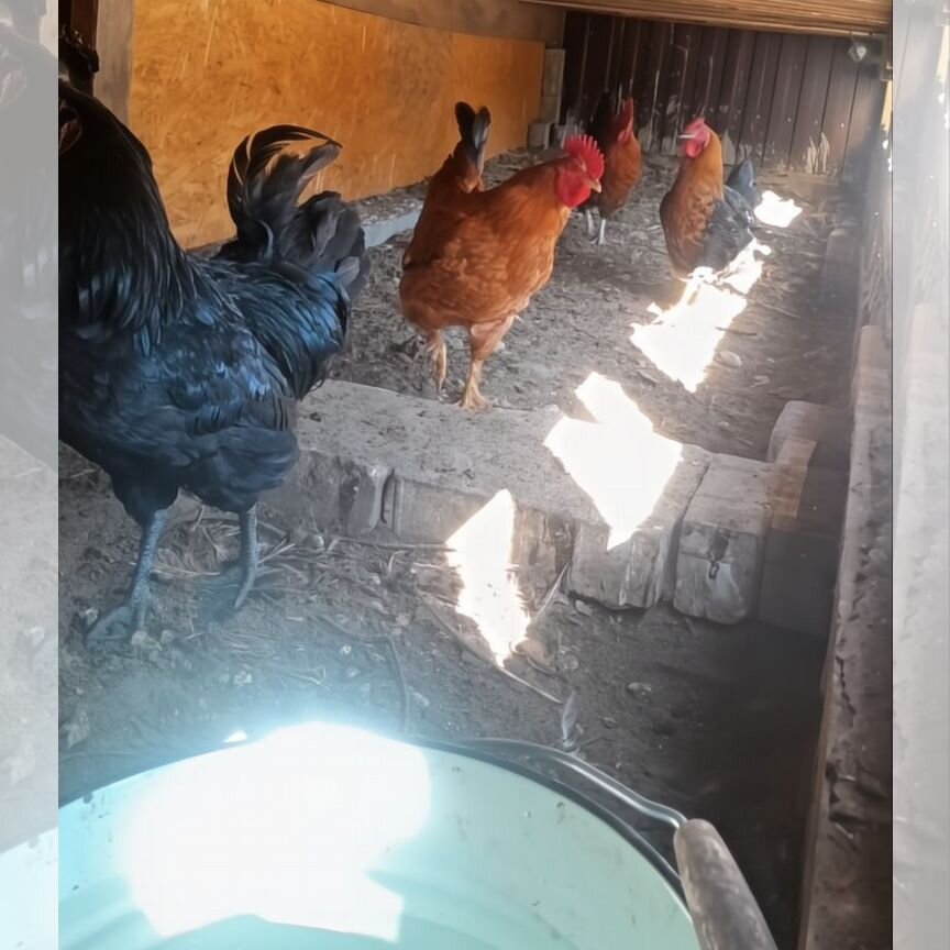 Петухи домашние