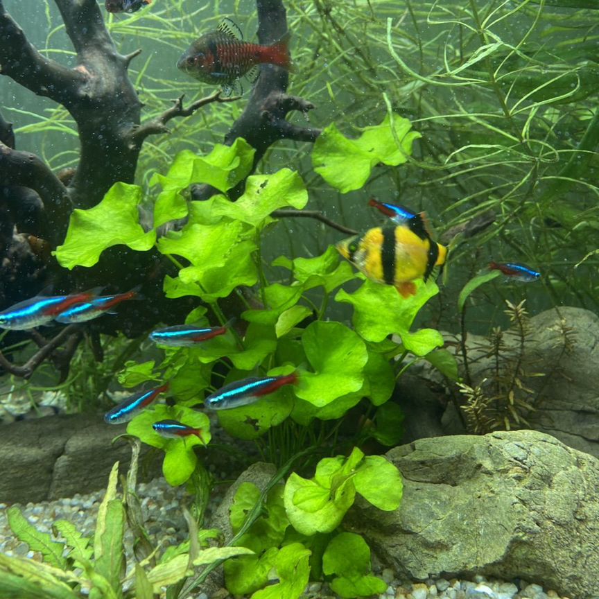 Пквариумные рыбки взросоые