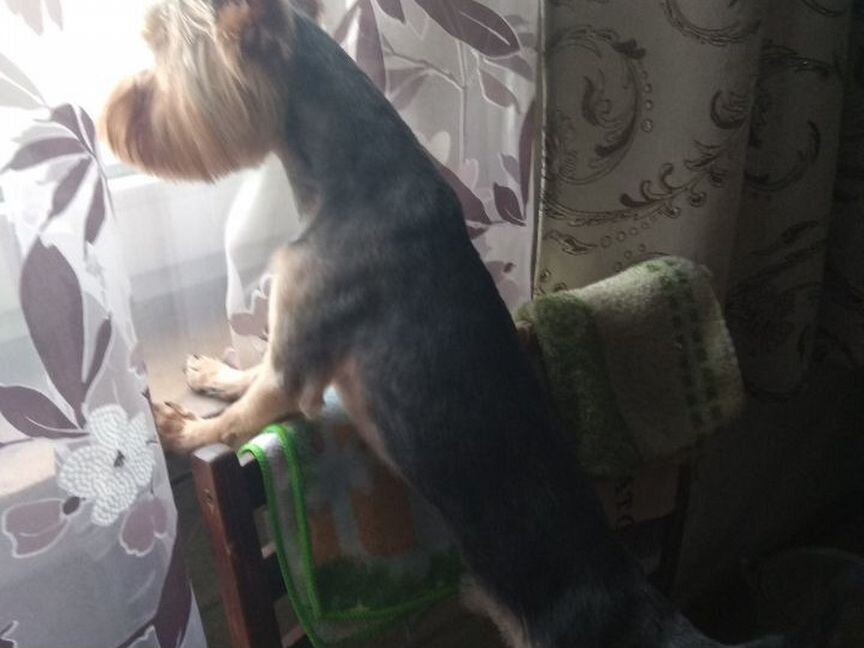 Симпатичный парень для вязки