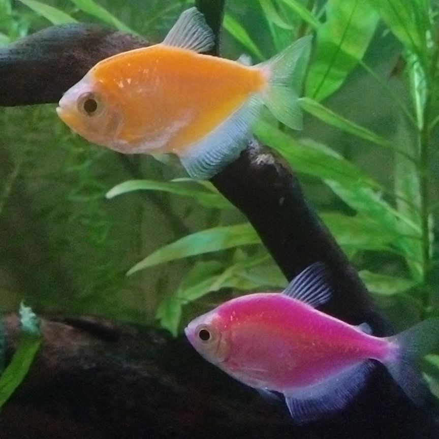 Тернеция гло