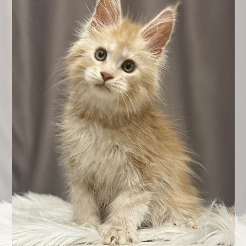 Мейн-кун котёнок