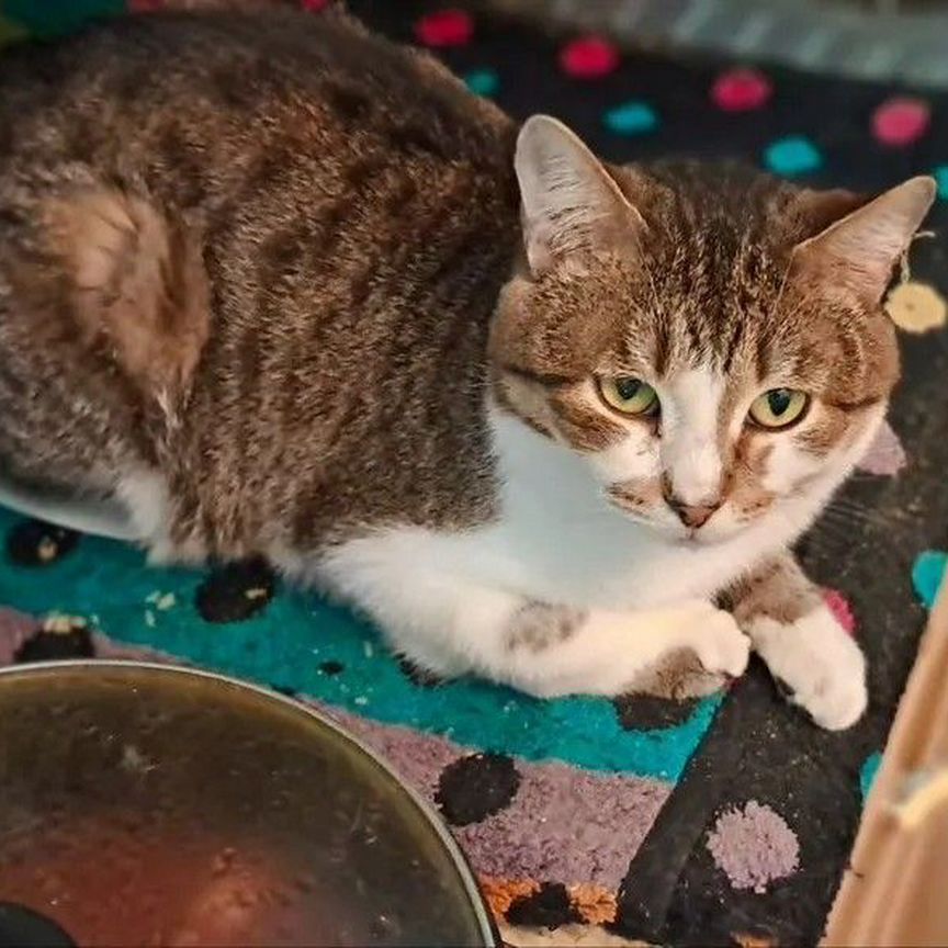 Кот