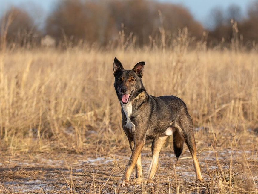 Финик: что ты за фрукт