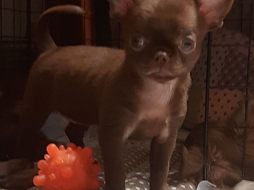 Чихуахуа девочка. Дорого