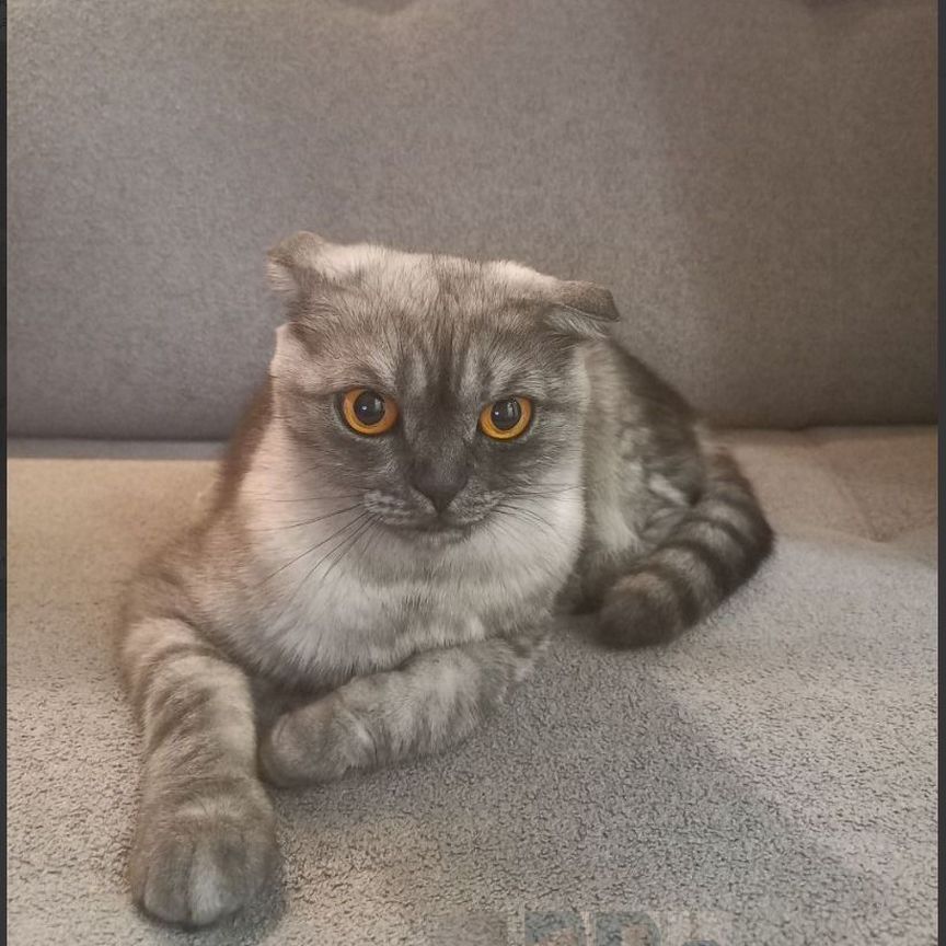 Шатландская вислоухая кошка ищет дом