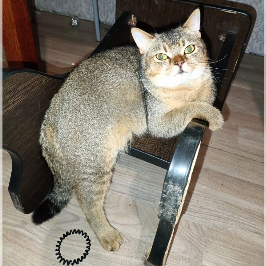 Шотландский кот, золотая шиншила