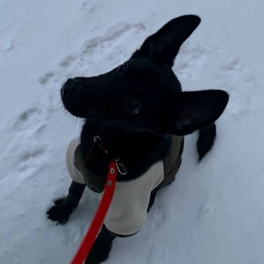 Немецкая овчарка, щенок