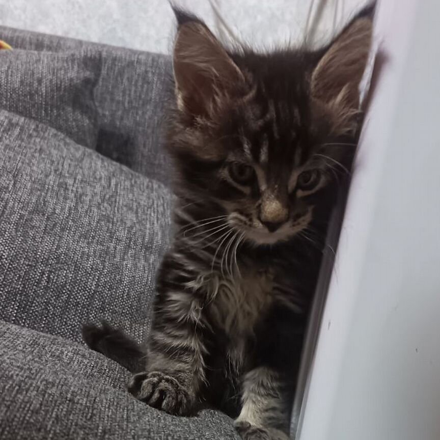 Котята мейн-кун