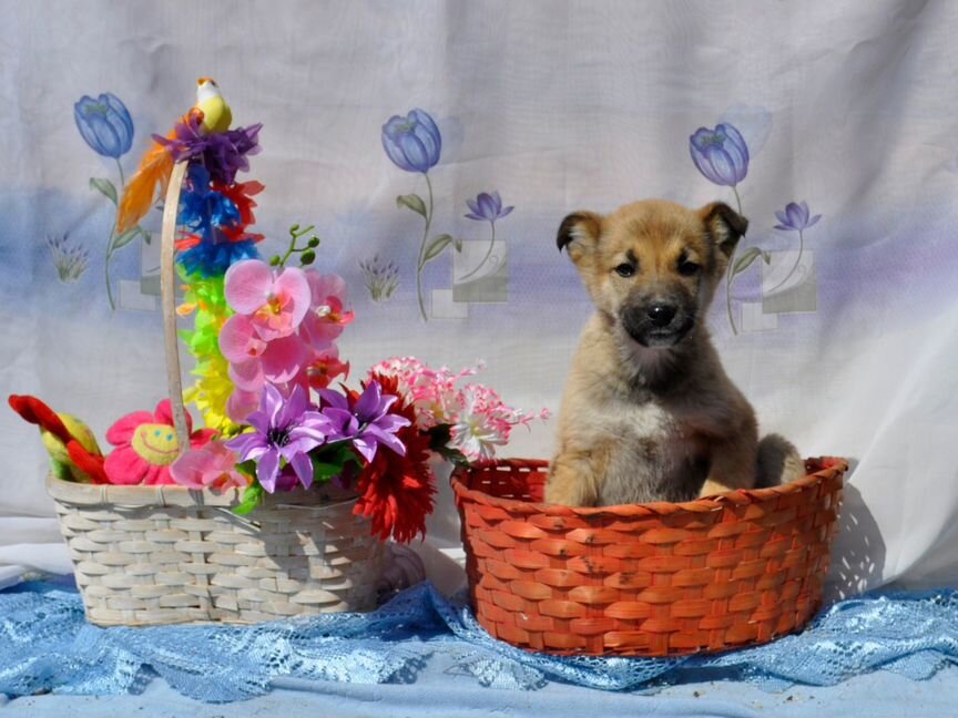 Щенки в среднего размера