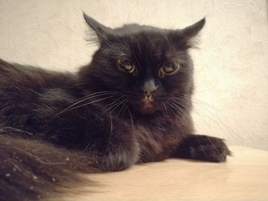 Чёрная смешная и смышленная Умочка