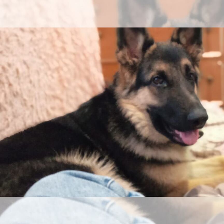 Немецкая овчарка