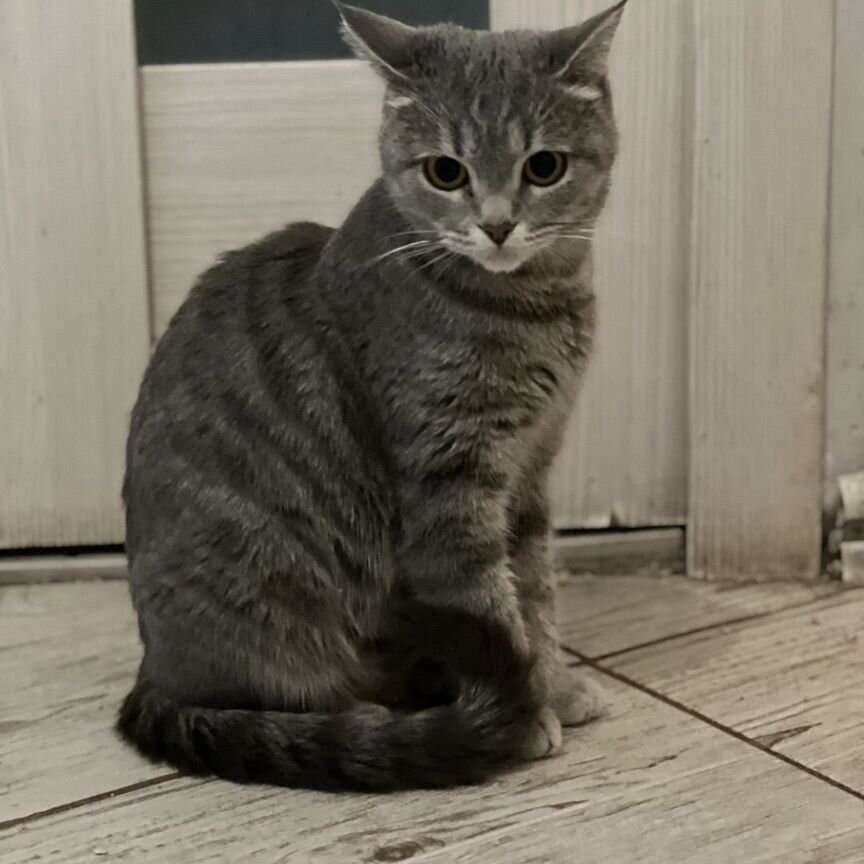 Кошка
