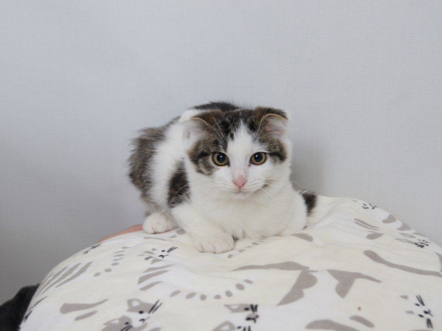 Котенок, метис, от шотландской вислоухой кошки