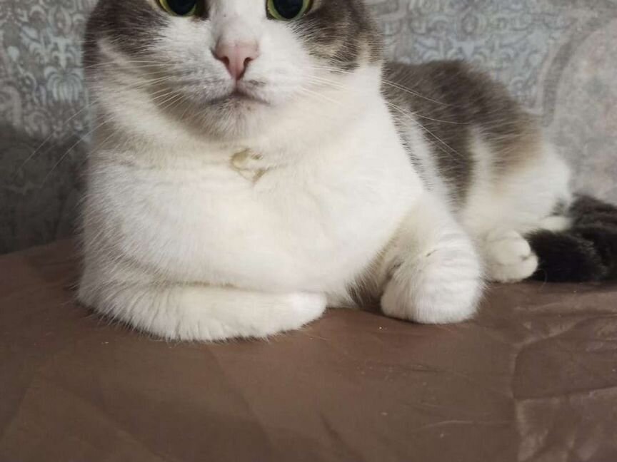 Пышка-пупышка