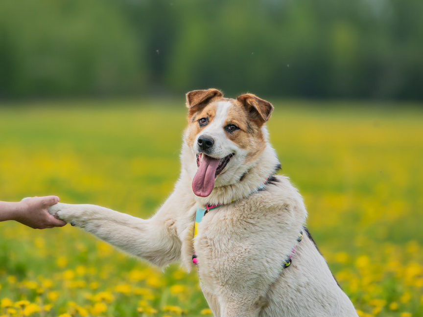 Собака Боря ищет дом
