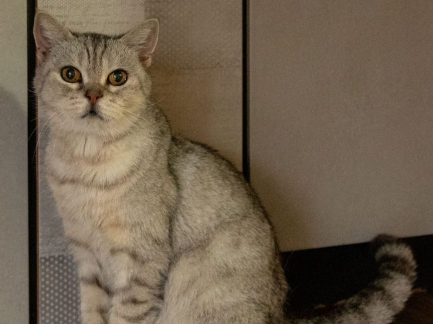 Британская кошка