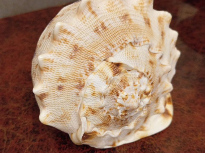 Раковина моллюска