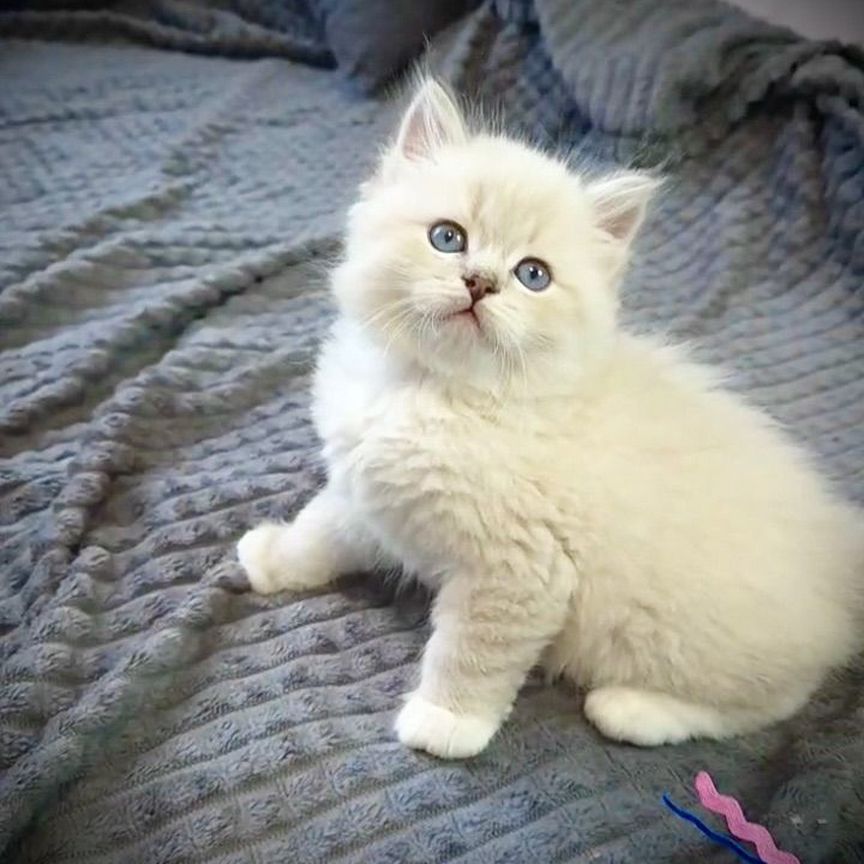 Котенок Невской маскарадной