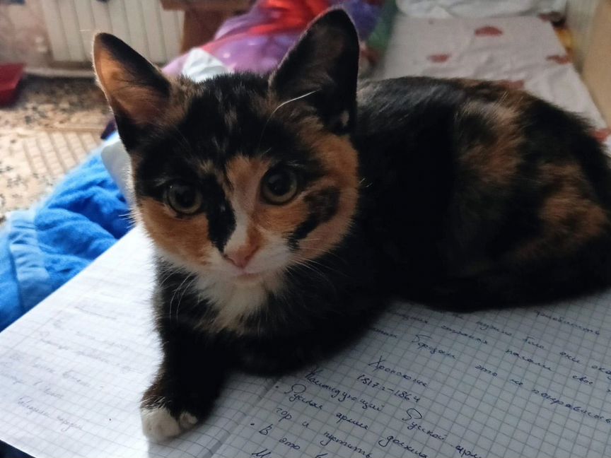 Котёнок в беде