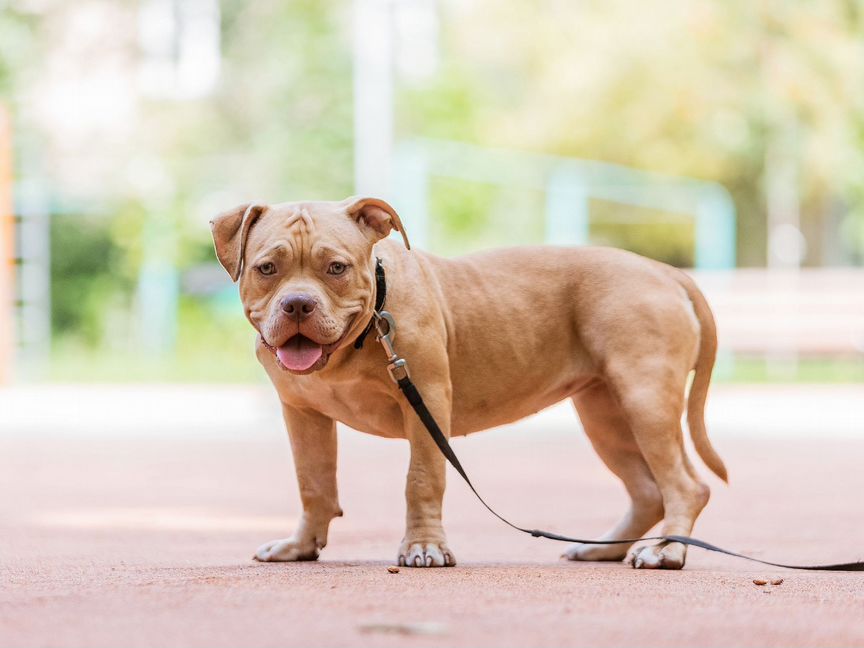 Последняя девочка ам.булли. Очень лояльные условия