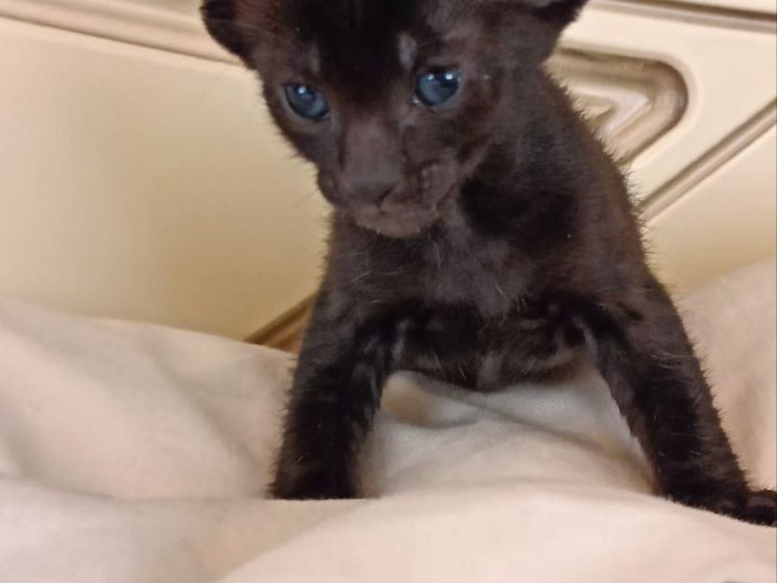 Ориентальные котята