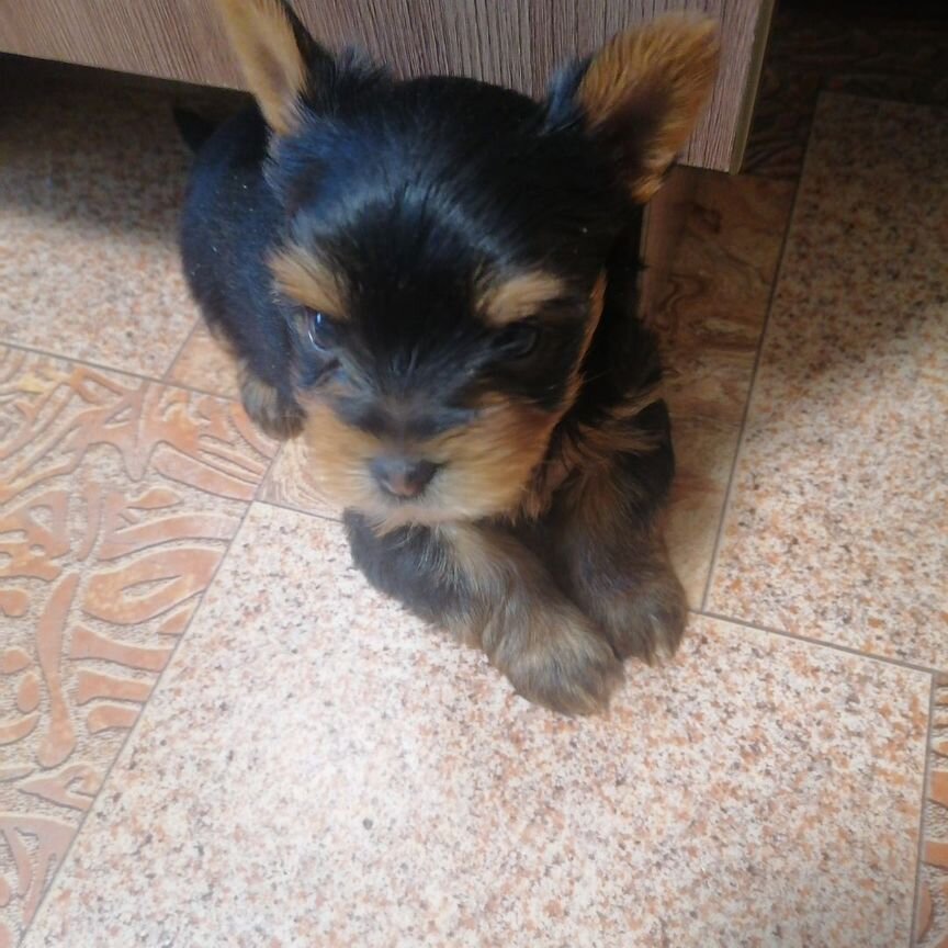 Йоркширский терьер, щенок