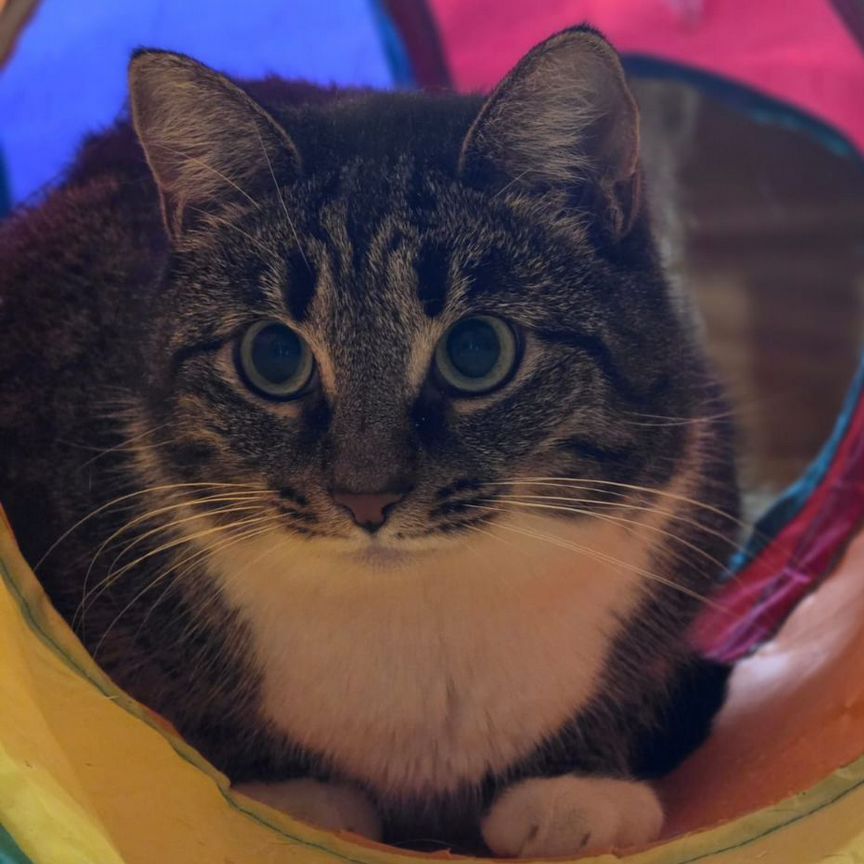 Взрослая, кошка в добрые руки