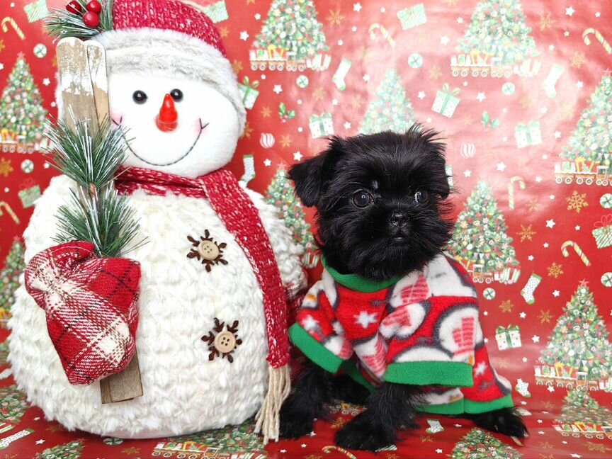 Очаровательная девочка аффенпинчер