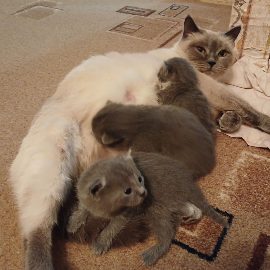 Шотландские котята