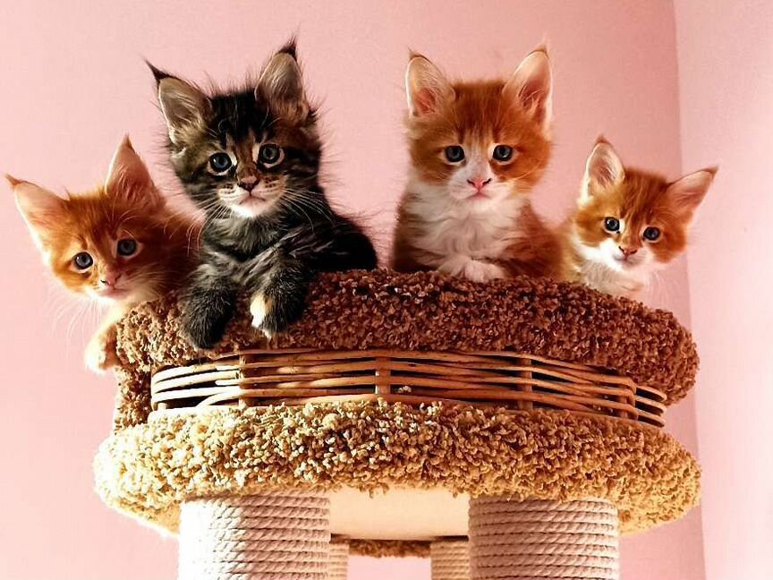 Котята мейн-кун, крупные линии