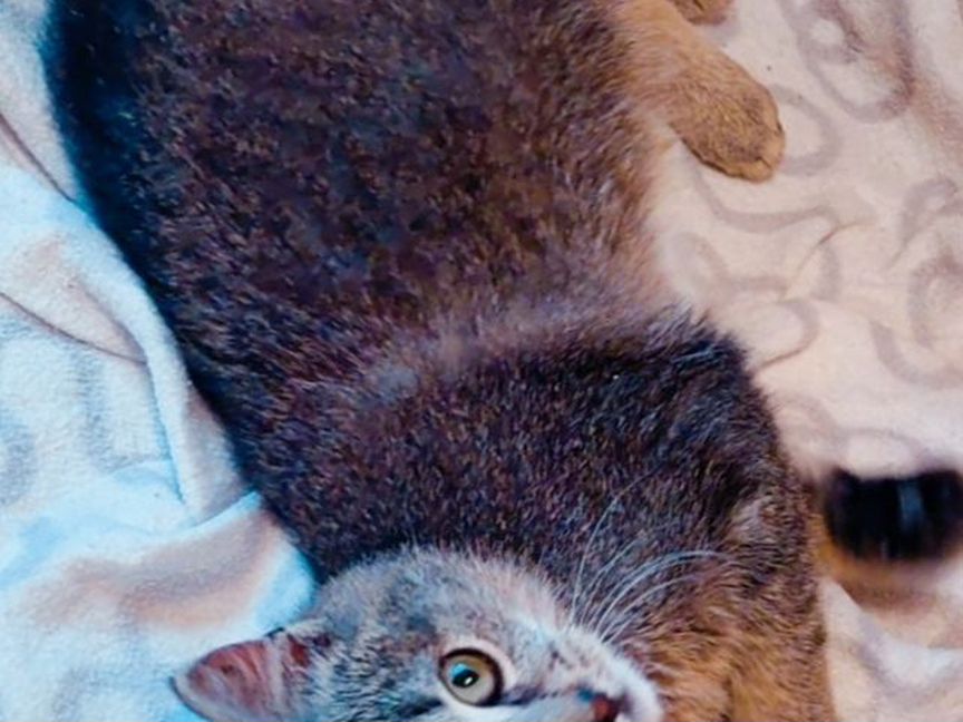 Котенок Абиссинский