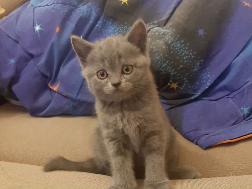 Британка в дар