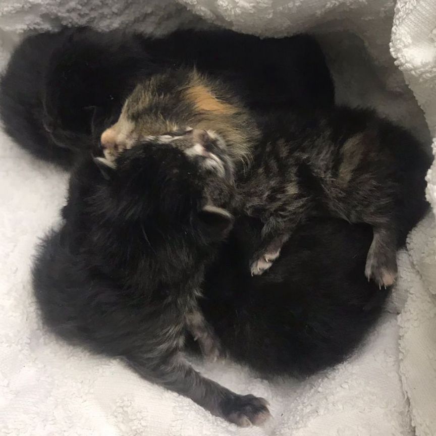 Нужна кормящая кошка. Котят выкинули на мороз