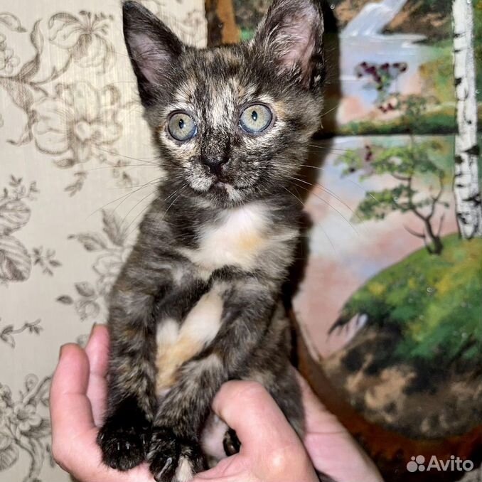 Котенок Сида