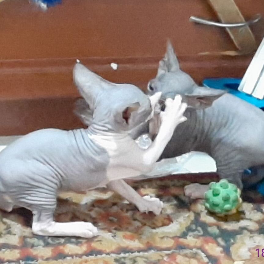 Донской сфинкс котята