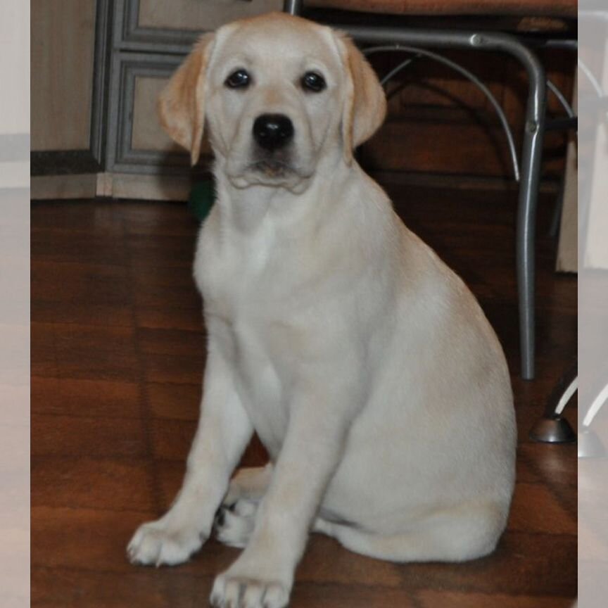 Лабрадорчики