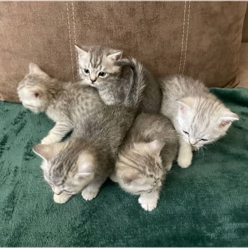 Британские котята