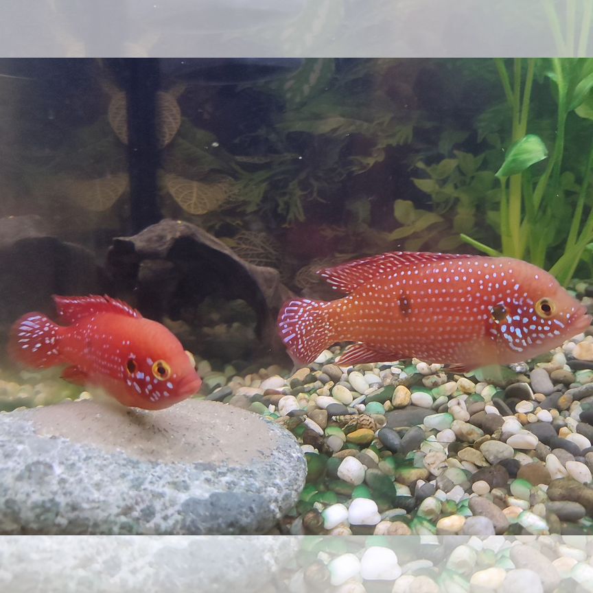 Хромис красавец. Пара самец и самка