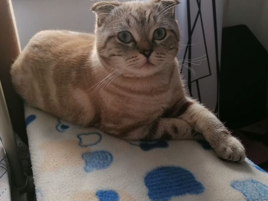 Шотландский вислоухий кот вязка