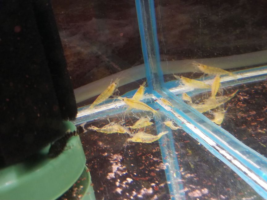 Креветки желтый Неон и Сомик Анциструс вуаль