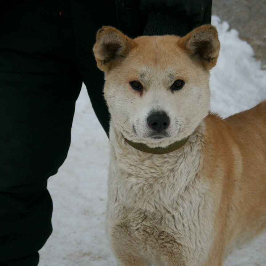 Собака в добрые руки