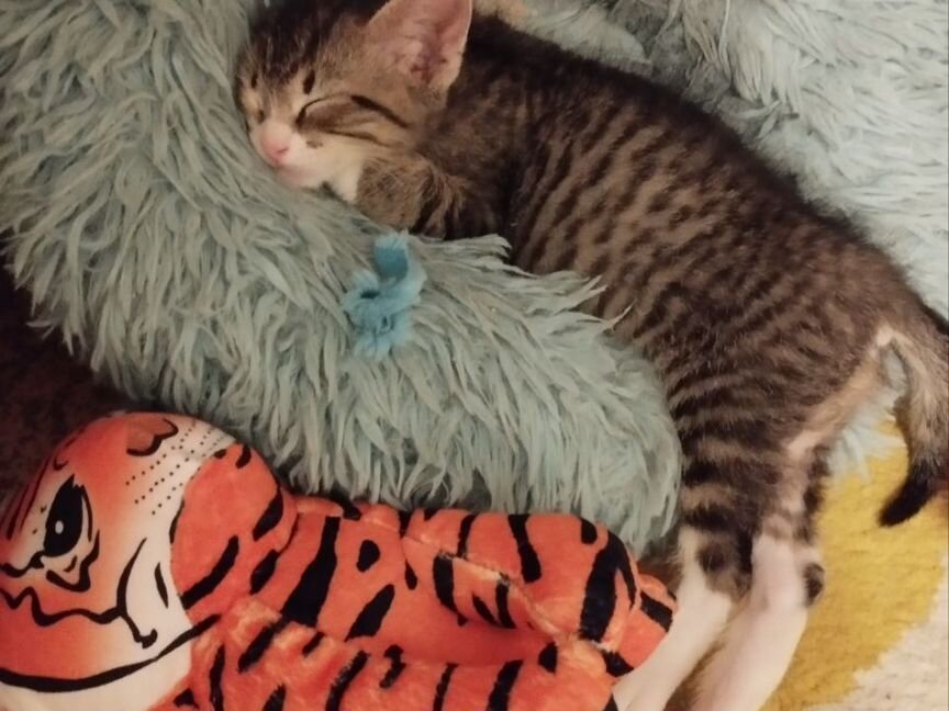 Кошка в дар бесплатно