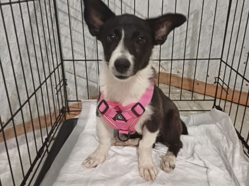 Отдам в добрые руки