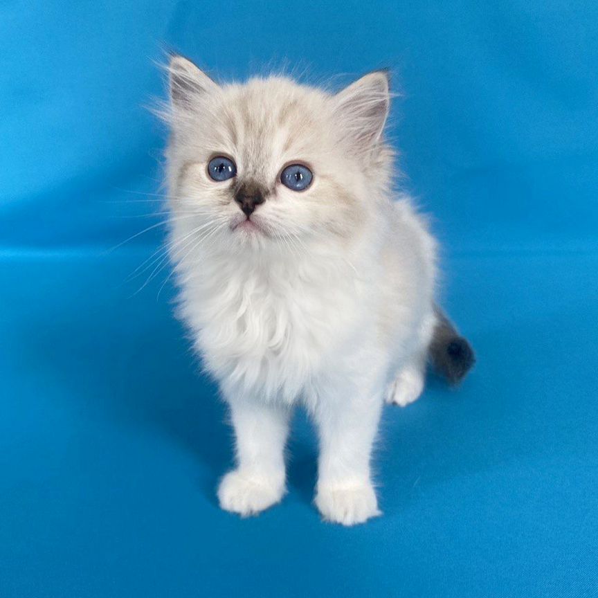 Котенок Ragdoll Astrid