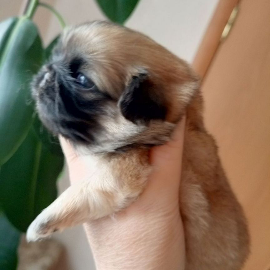 Королевский пекинесы