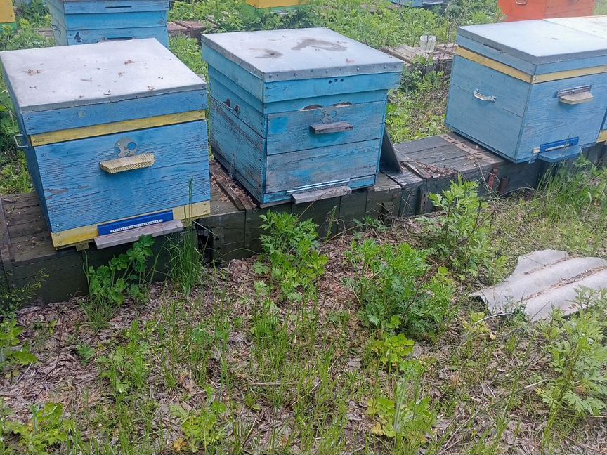 Улей для пчел бу