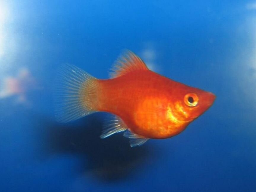 Пецилия Красная дисковая (Xiphophorus Maculatus)