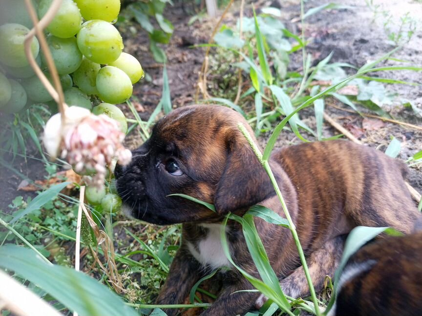 Щенки немецкого боксера