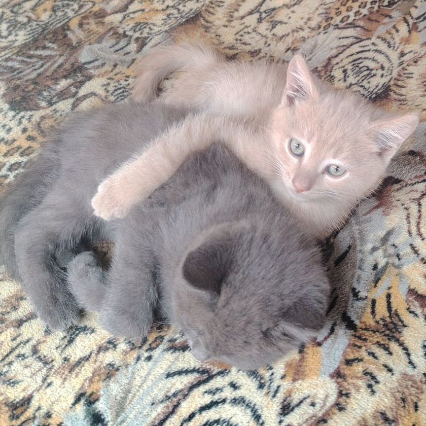 Кот, кошечка, котята