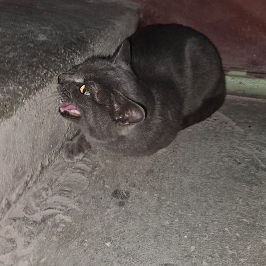 Чья кошка